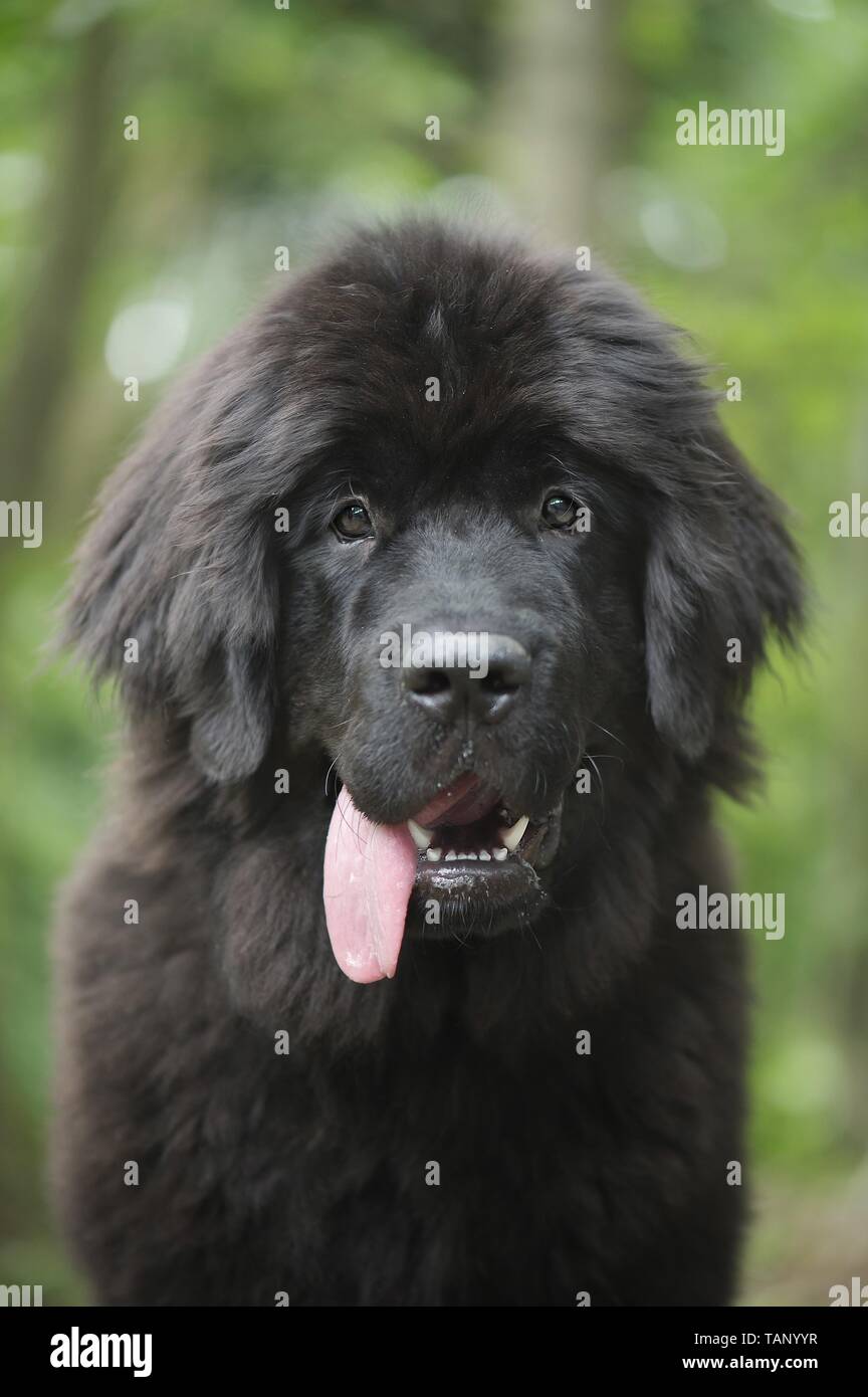 Newfoundland Dog Puppy Stock Photo - Alamy