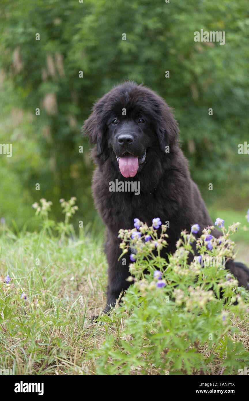Newfoundland Dog Puppy Stock Photo - Alamy