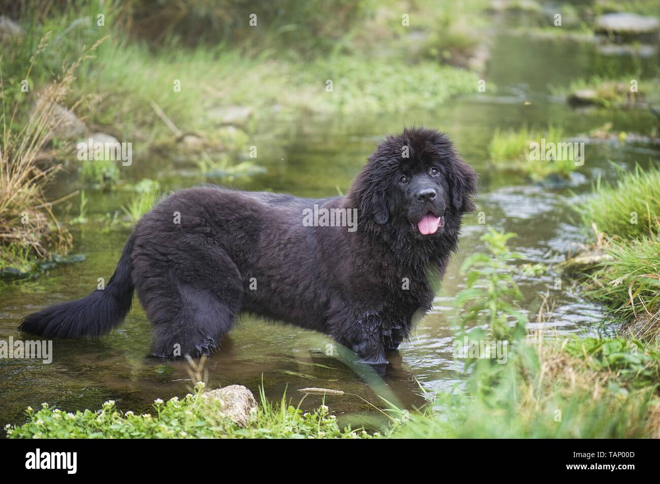 Newfoundland Dog Puppy Stock Photo - Alamy
