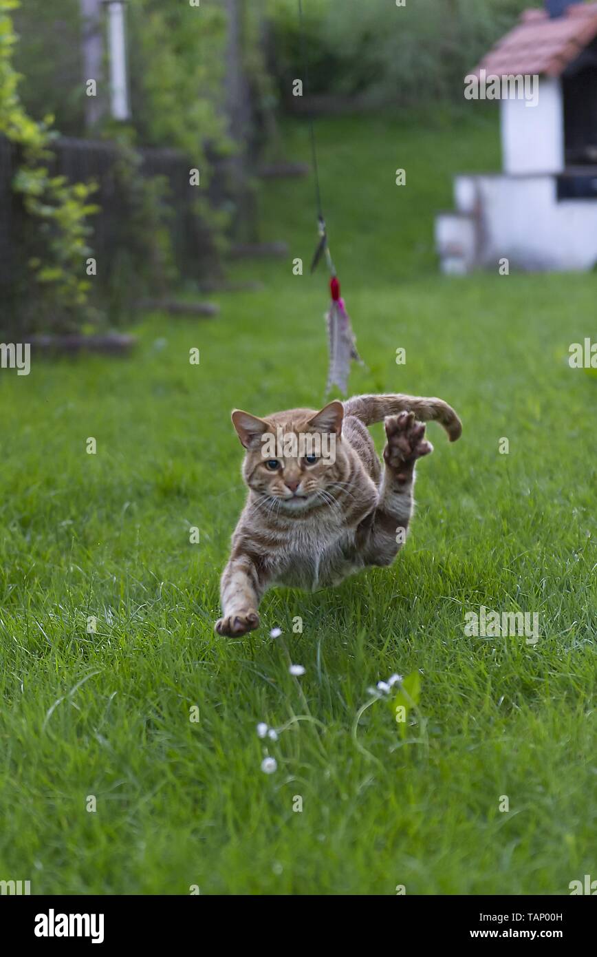 Running cat toy hi-res stock photography and images - Alamy