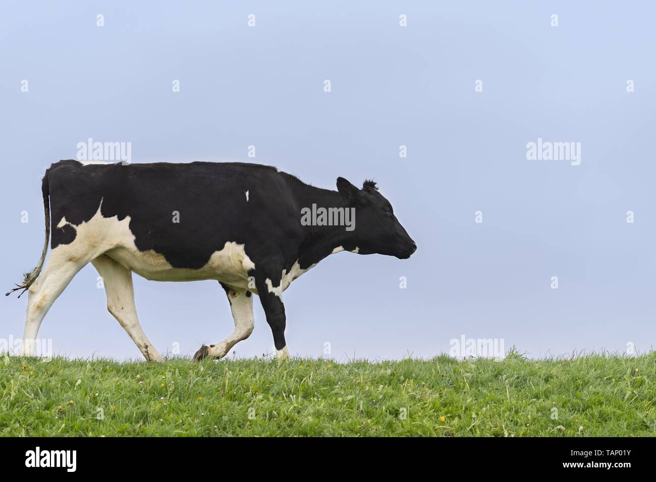 Domestic cow side view walking hi-res stock photography and images - Alamy