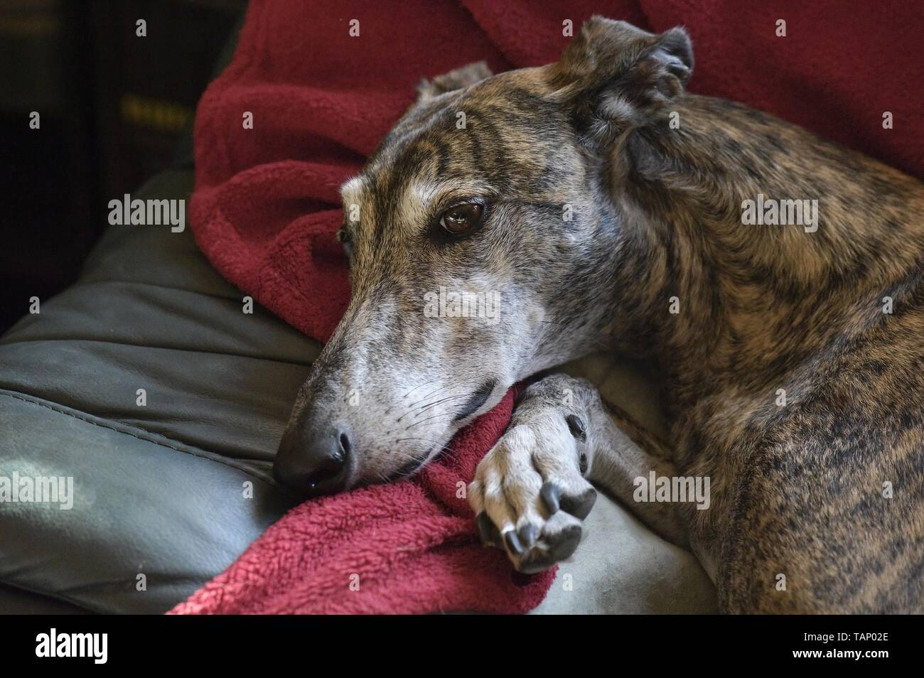 lying Galgo Espanol Stock Photo - Alamy