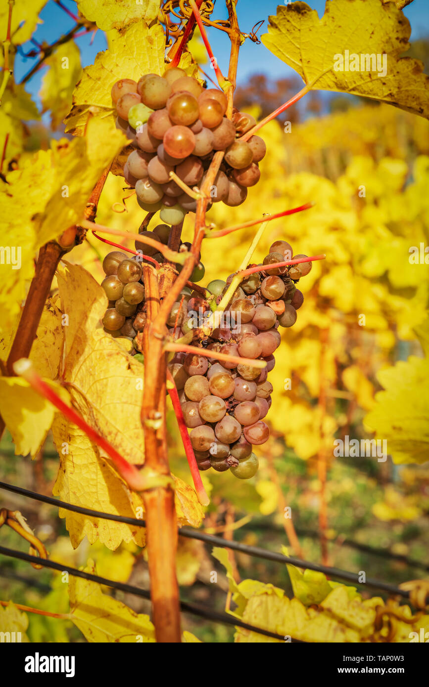 Juicy grapes on a grapevine in autumn. The vine leaves are colored ...