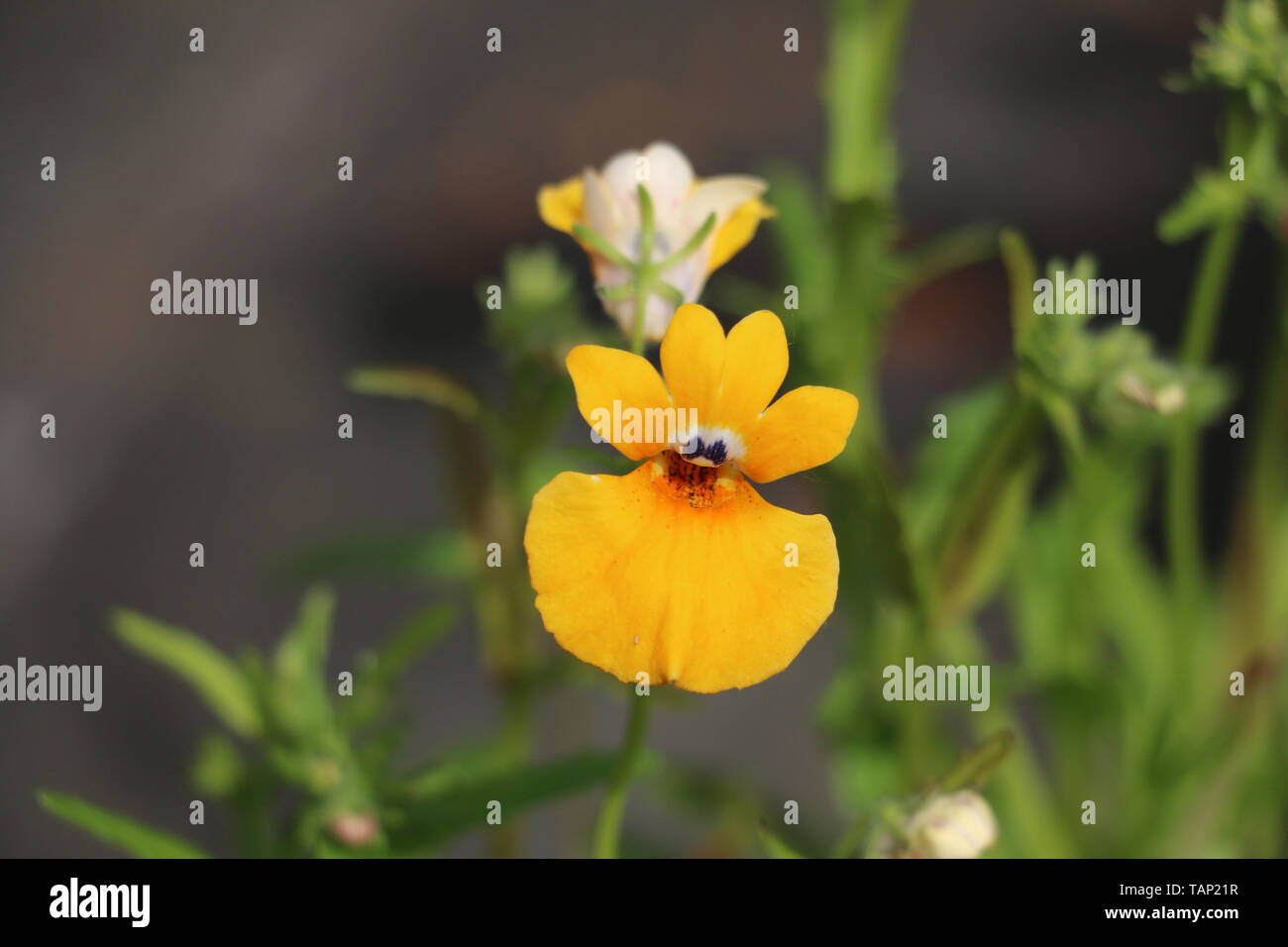 Yellow nemesia hi-res stock photography and images - Alamy