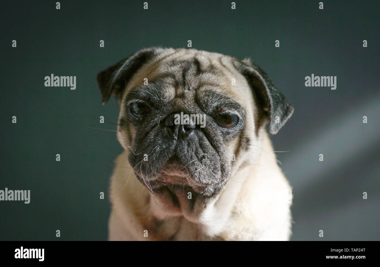 Sad looking pug dog. Studio shot Stock Photo - Alamy