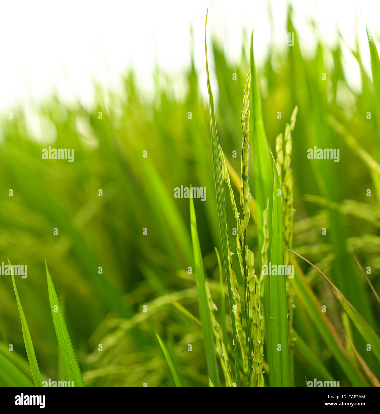 Rice stalk hi-res stock photography and images - Alamy