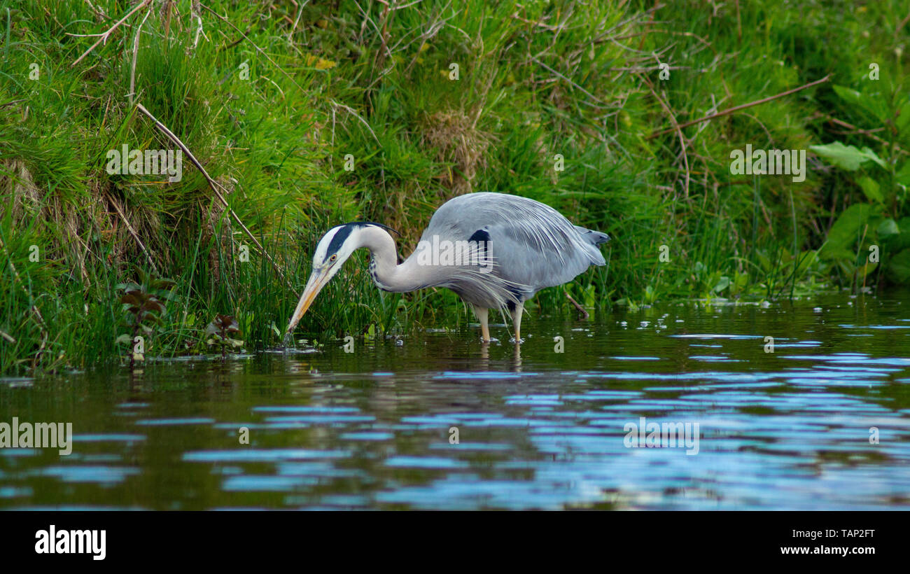 Large Grey Heron, Ardeidae, Single Bird Close Up, eyeline low angle ...
