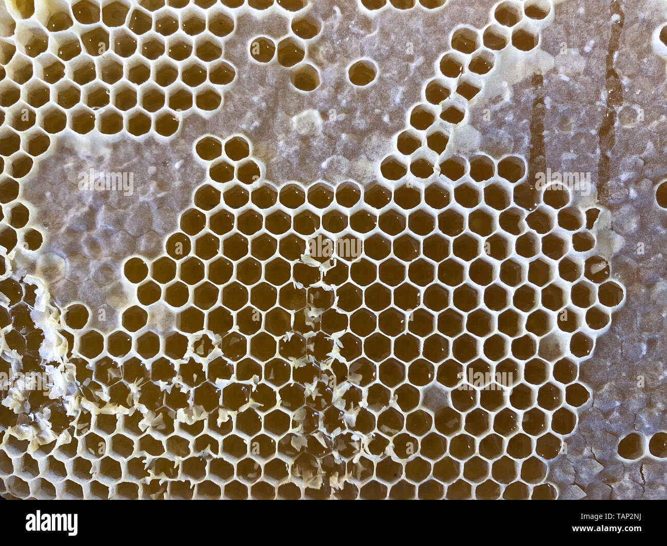 Wax structures and bee nests from hexagonal prismatic cells. Packing ...