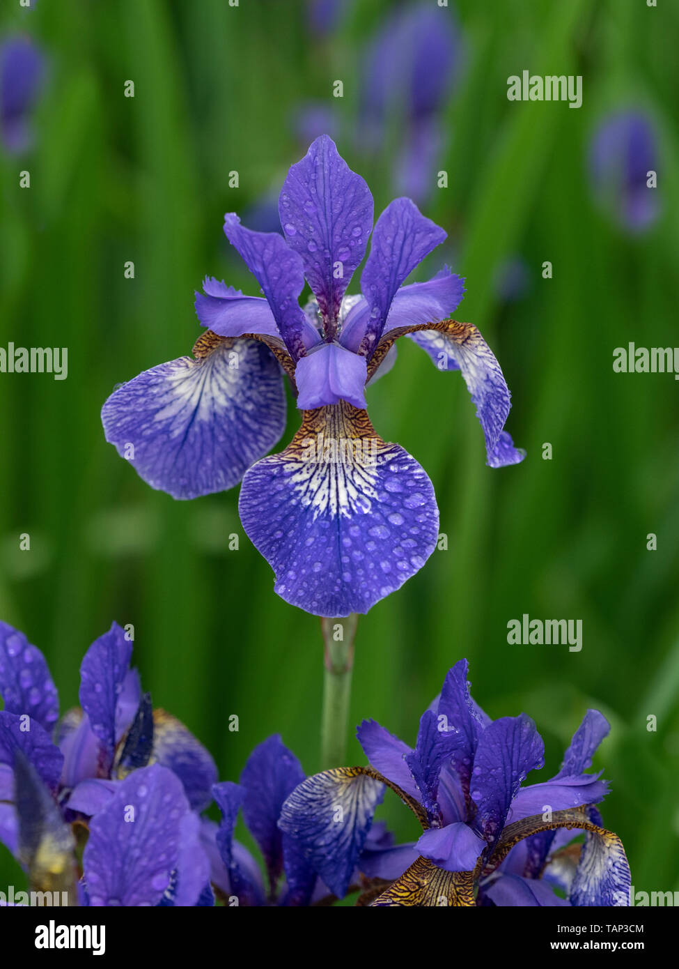 Iris sibirica border hi-res stock photography and images - Alamy
