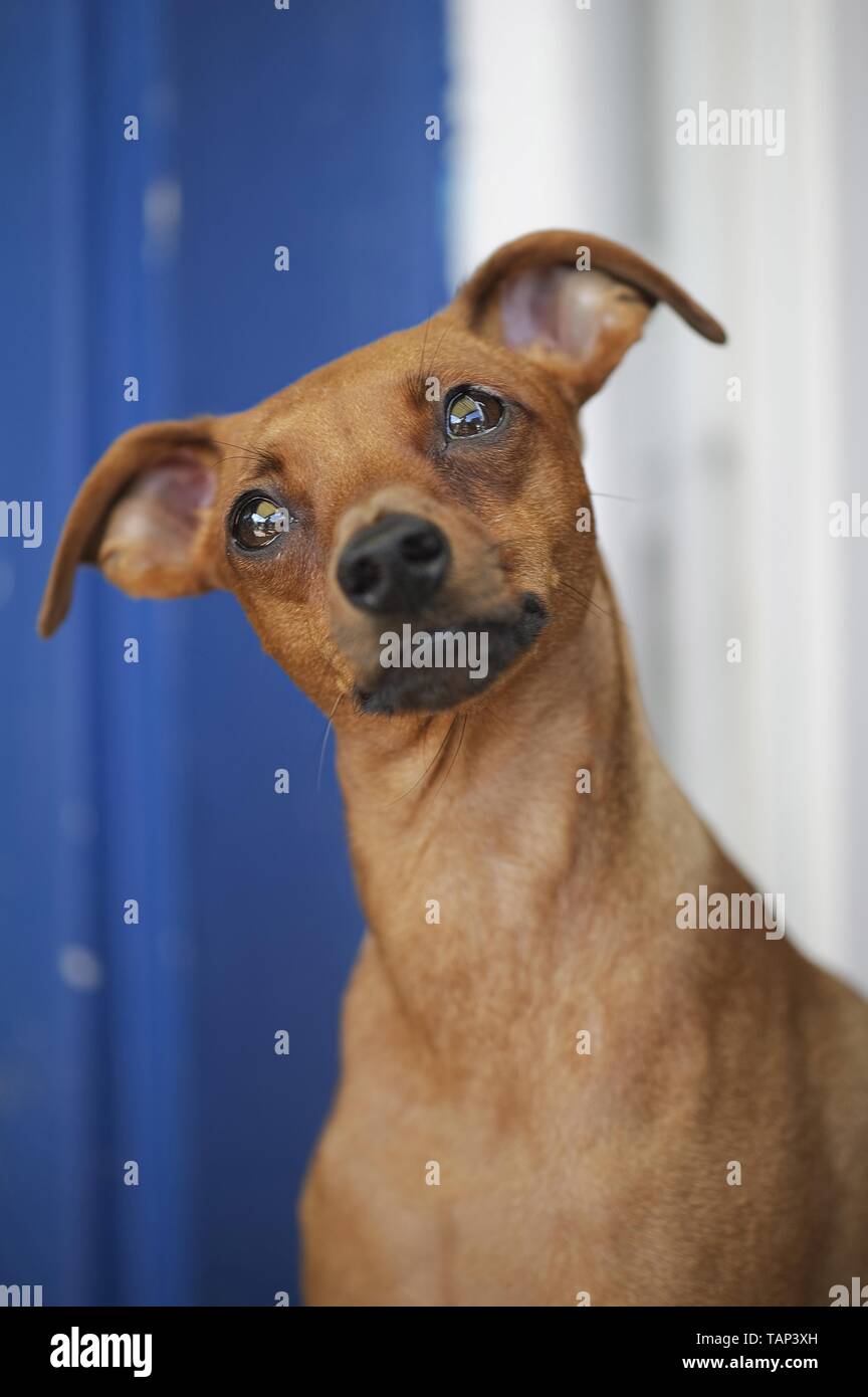 Dachshund Miniature Pinscher Mix