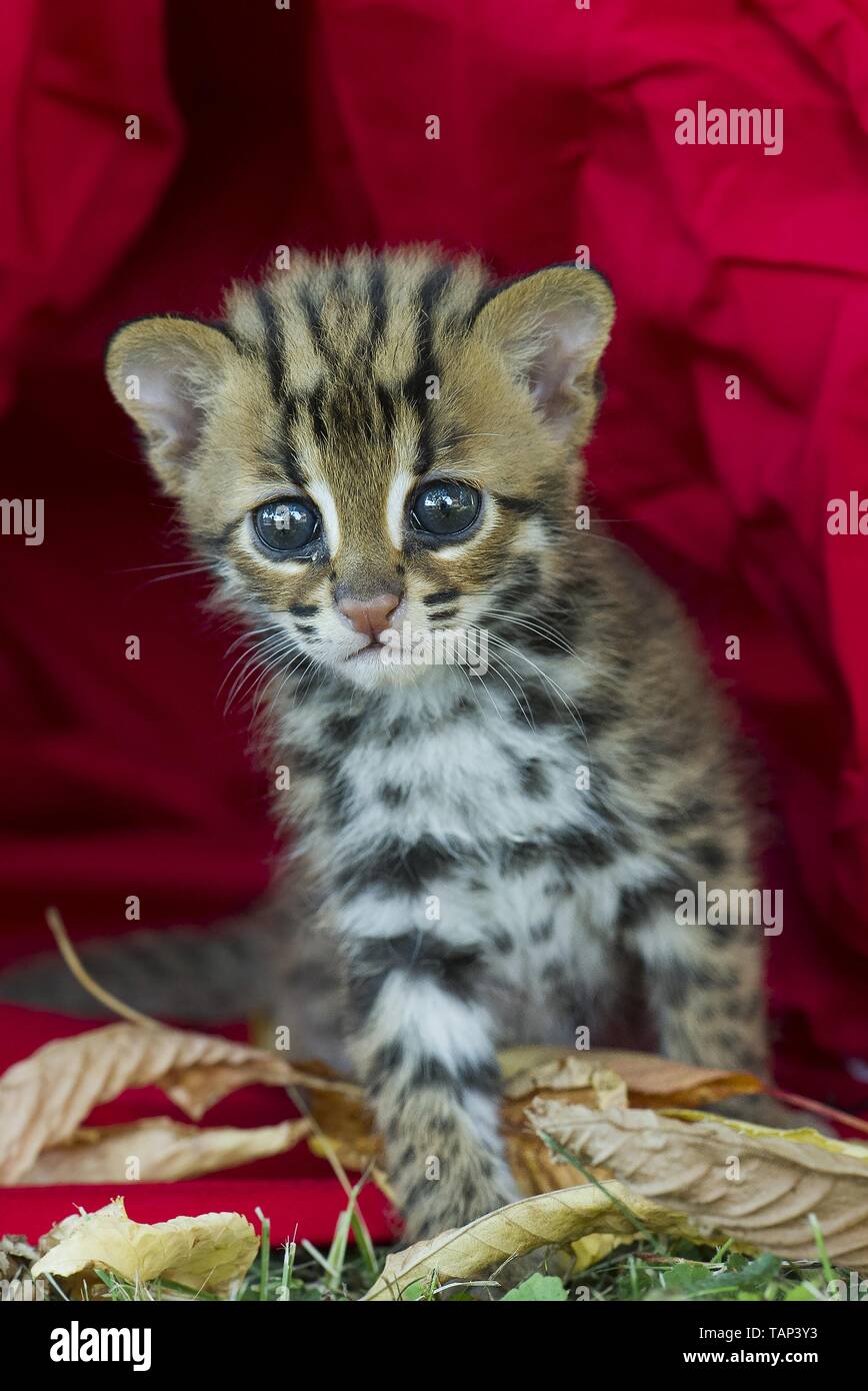 Prionailurus bengalensis leopard cat hi-res stock photography and ...