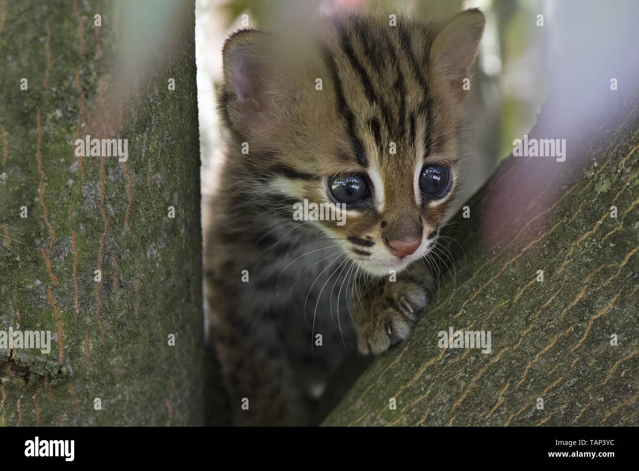 Asian leopard cat hi-res stock photography and images - Alamy