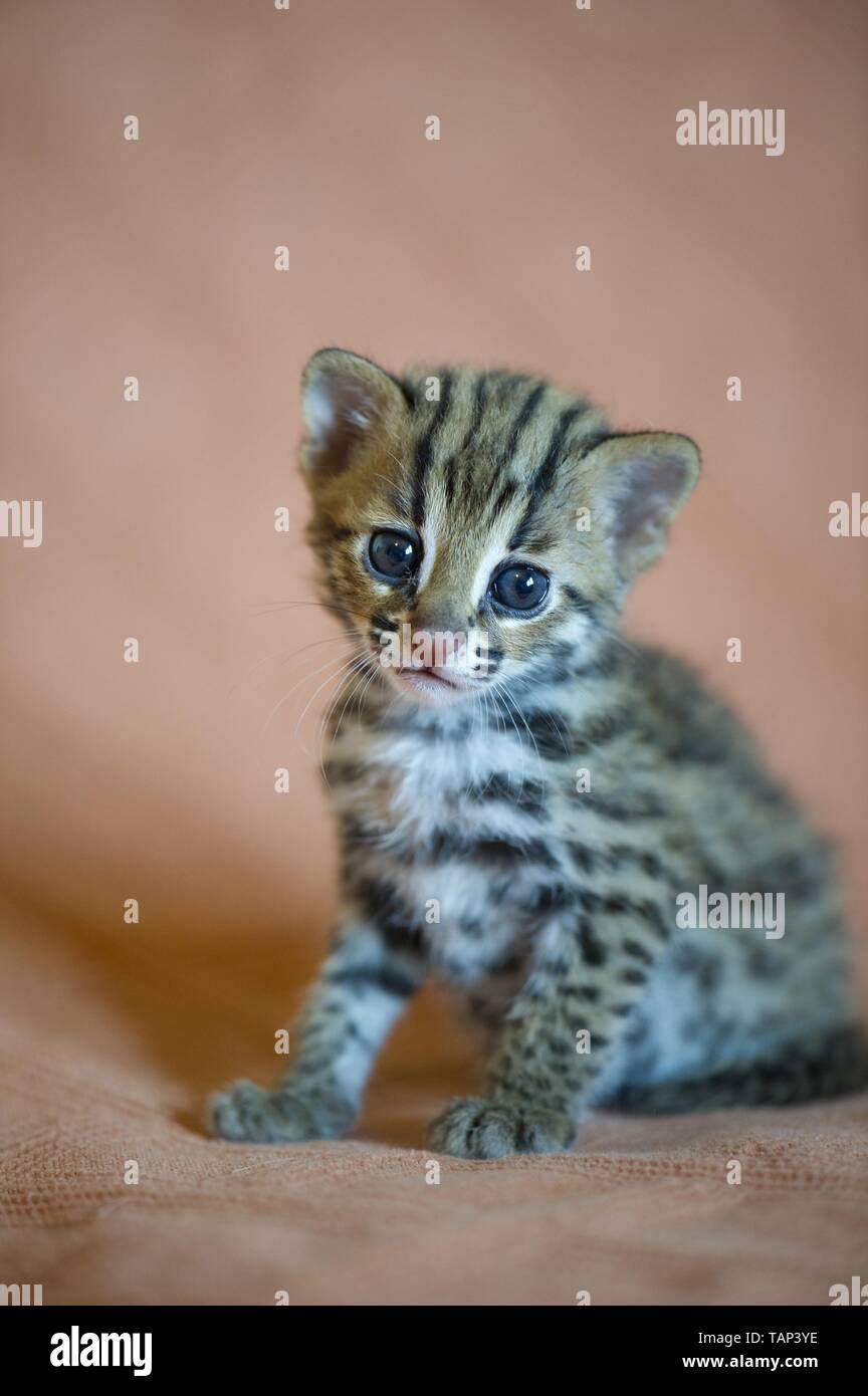 Leopard cat felis bengalensis prionailurus hi-res stock photography and ...