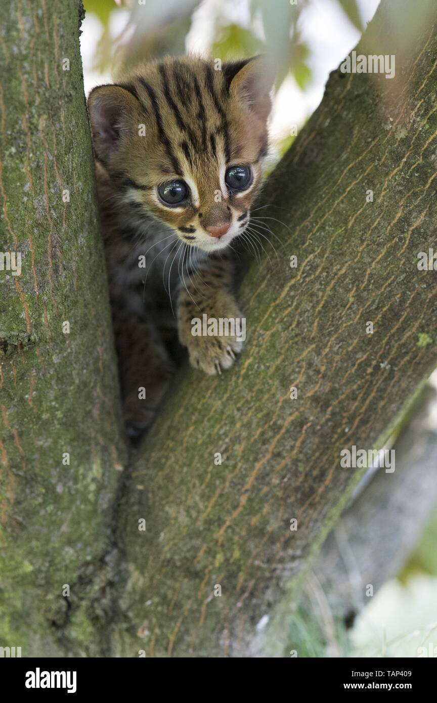 Asian leopard cat hi-res stock photography and images - Alamy
