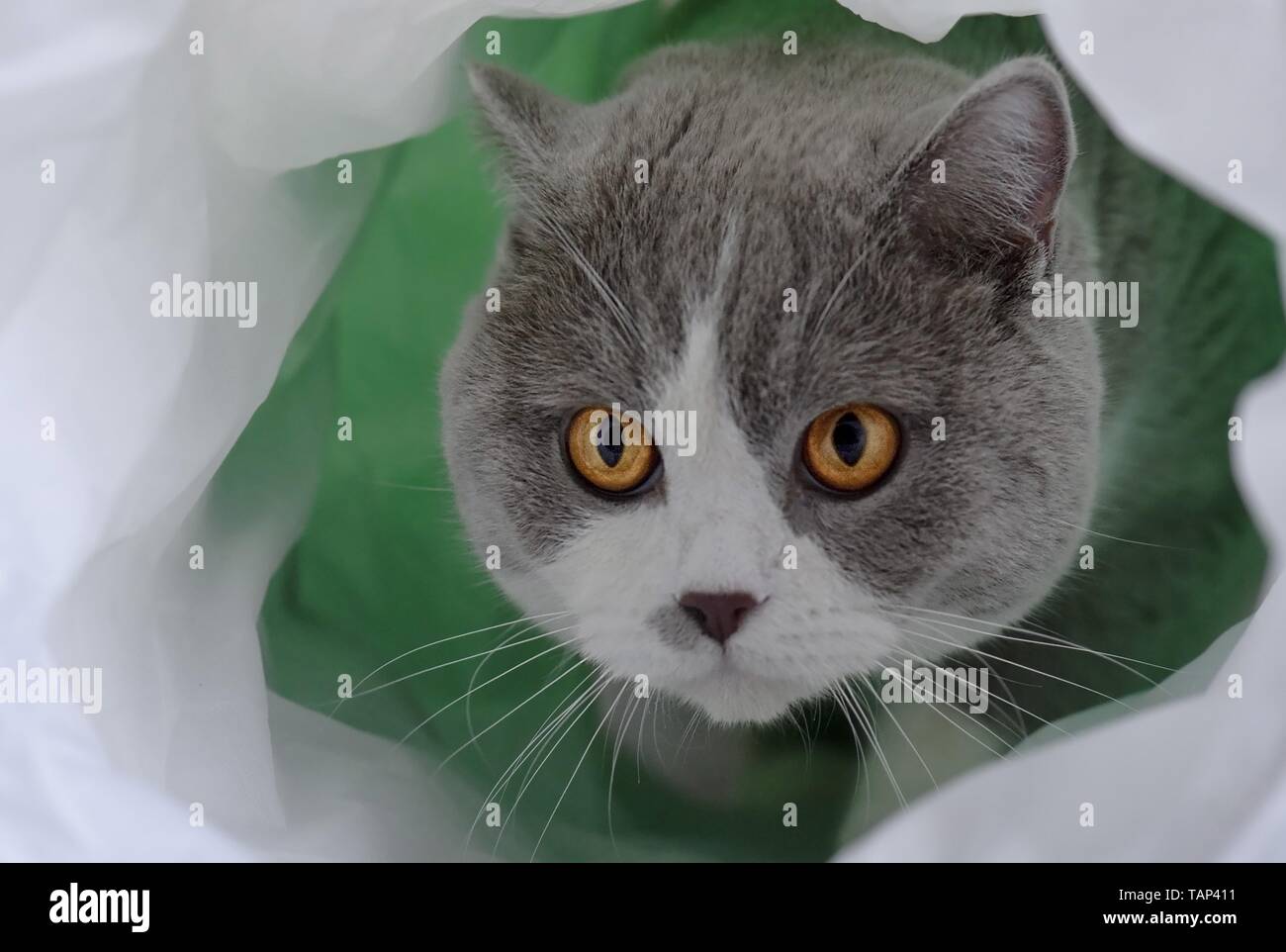 British Shorthair Portrait Stock Photo - Alamy