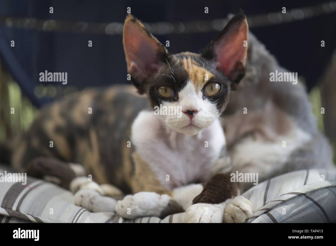 Devon rex domestic cat laying hi-res stock photography and images - Alamy