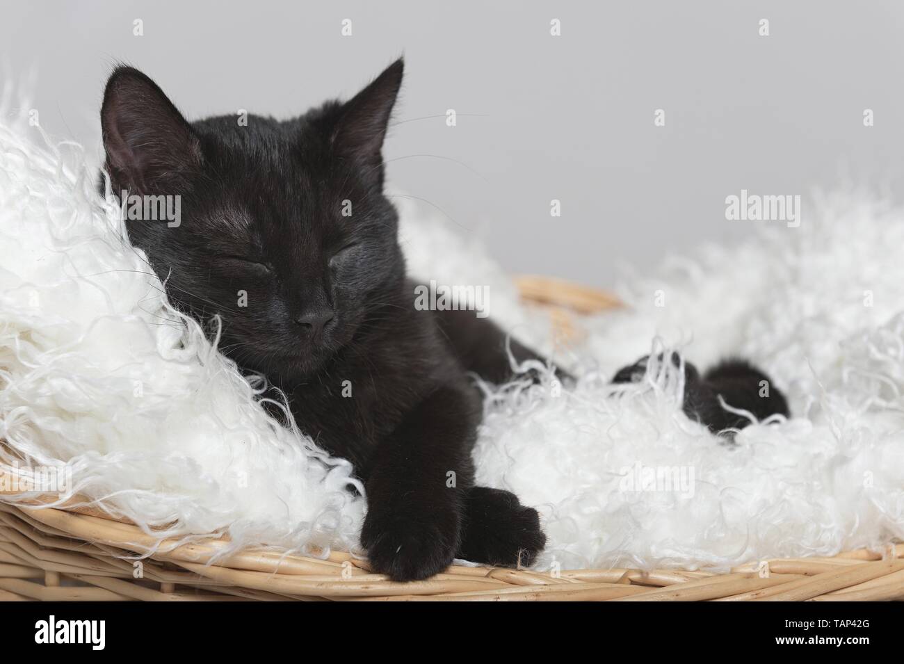 sleeping house cat Stock Photo - Alamy