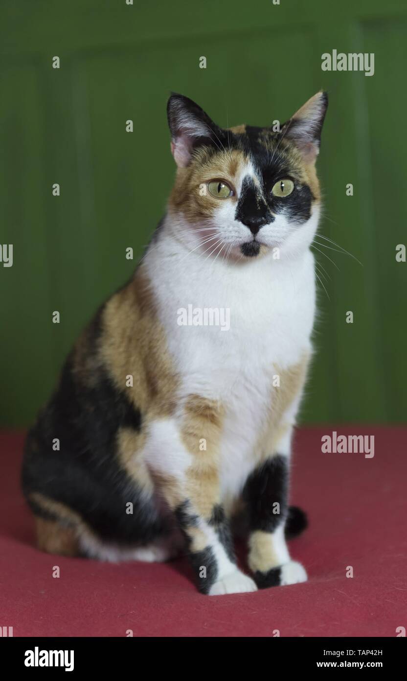 sitting house cat Stock Photo - Alamy