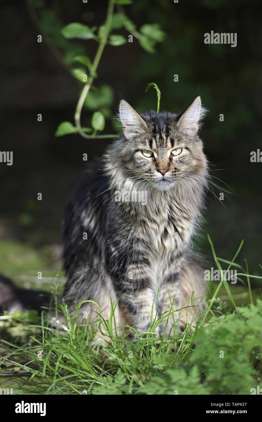 sitting Maine Coon Stock Photo - Alamy