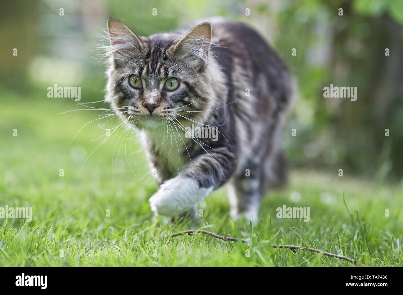 walking Maine Coon Stock Photo - Alamy
