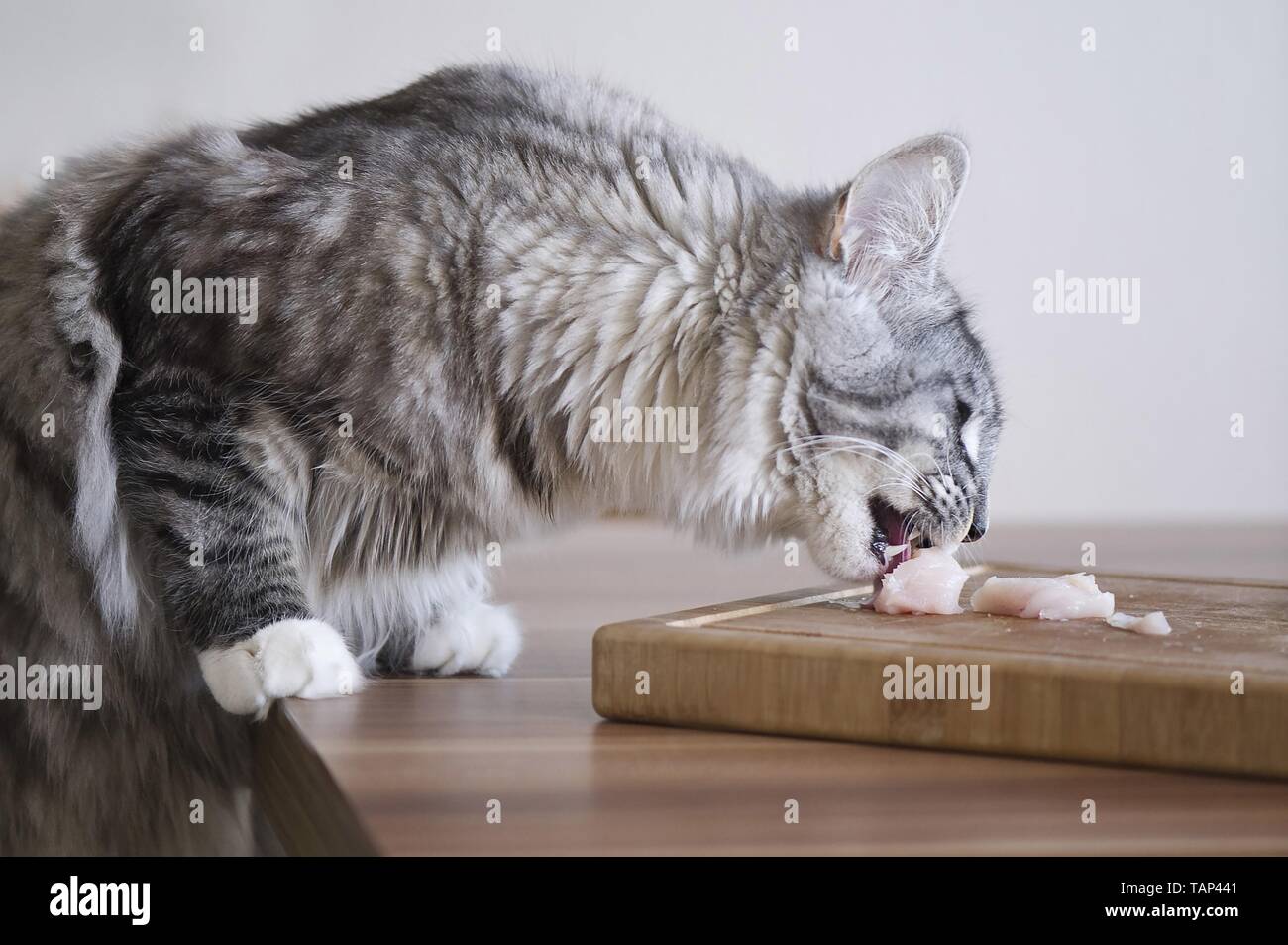 Side view tabby cat eating hi-res stock photography and images - Alamy