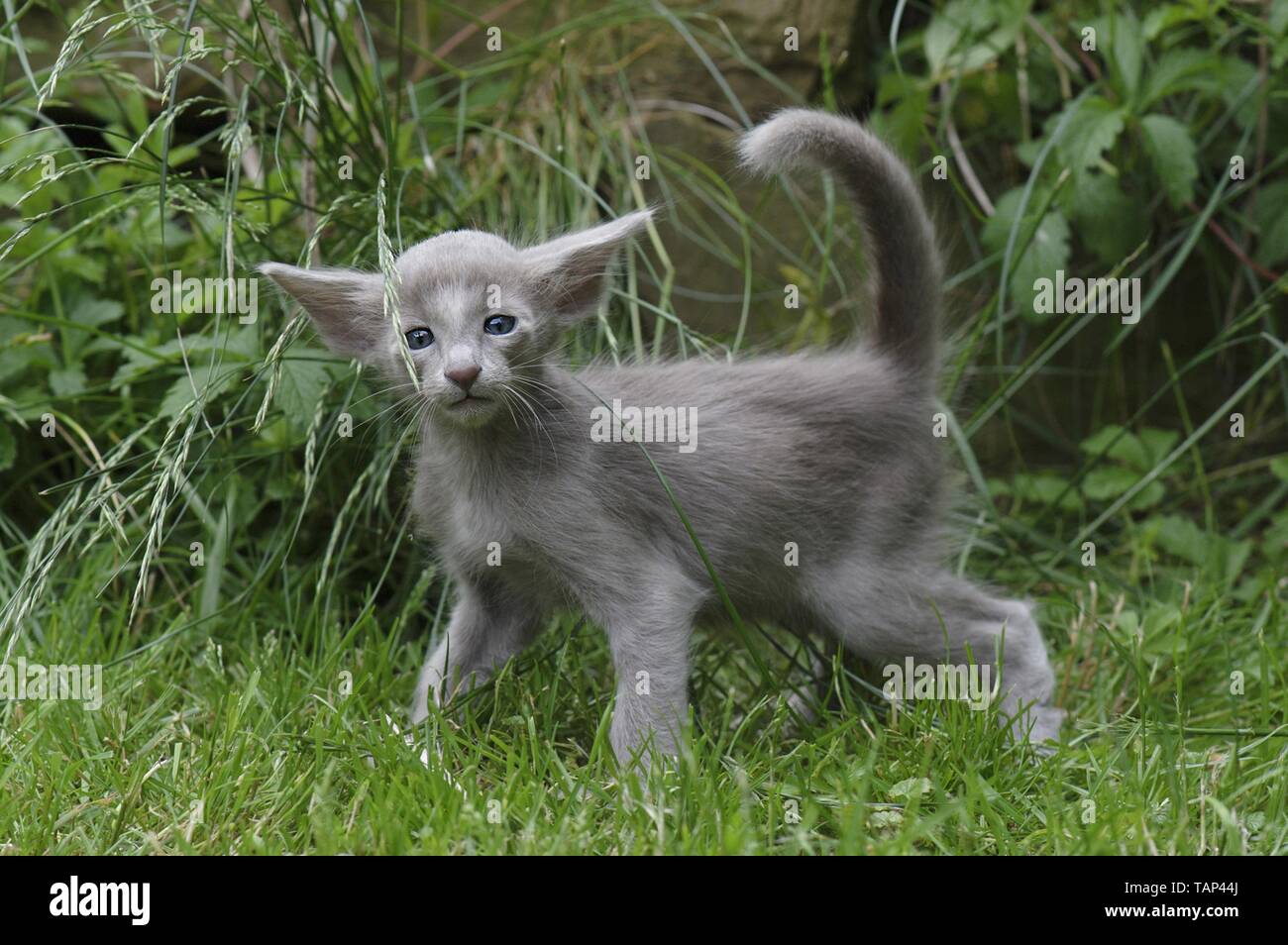 Oriental longhair kittens hi-res stock photography and images - Alamy
