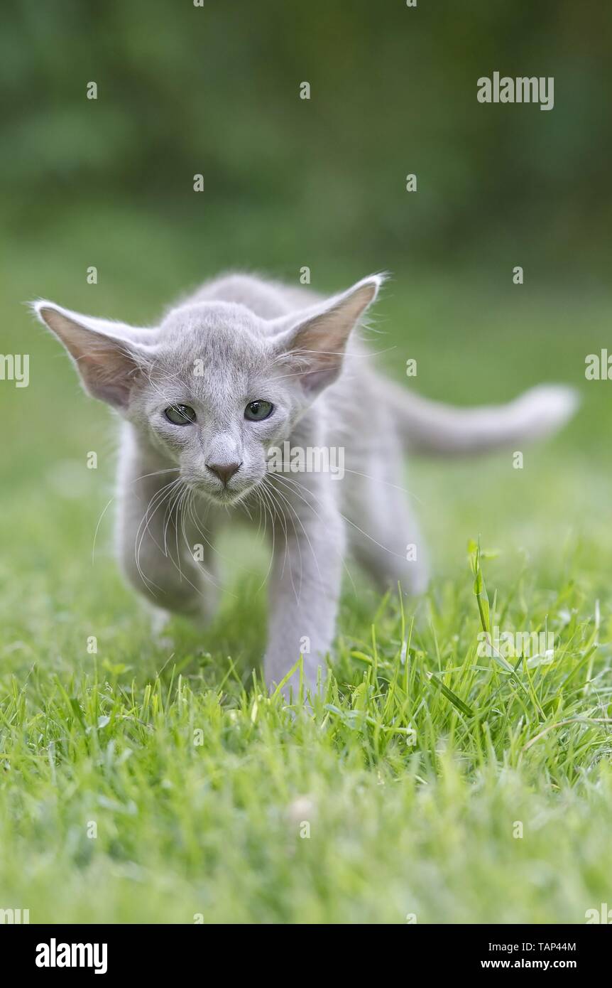 Longhair oriental domestic cat hi-res stock photography and images - Alamy