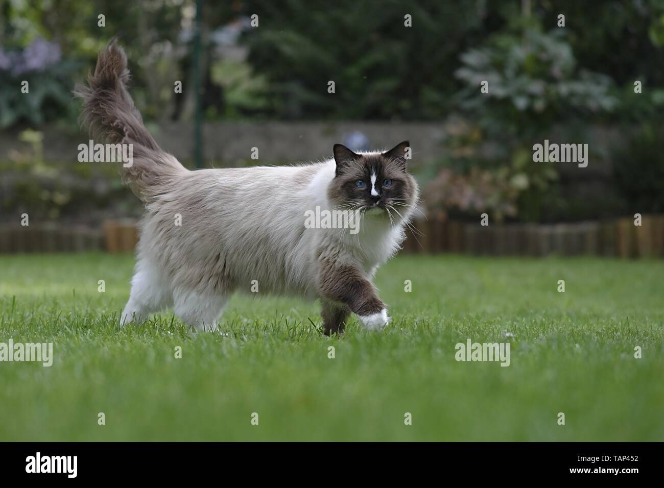 Ragdoll cat walks hi-res stock photography and images - Alamy