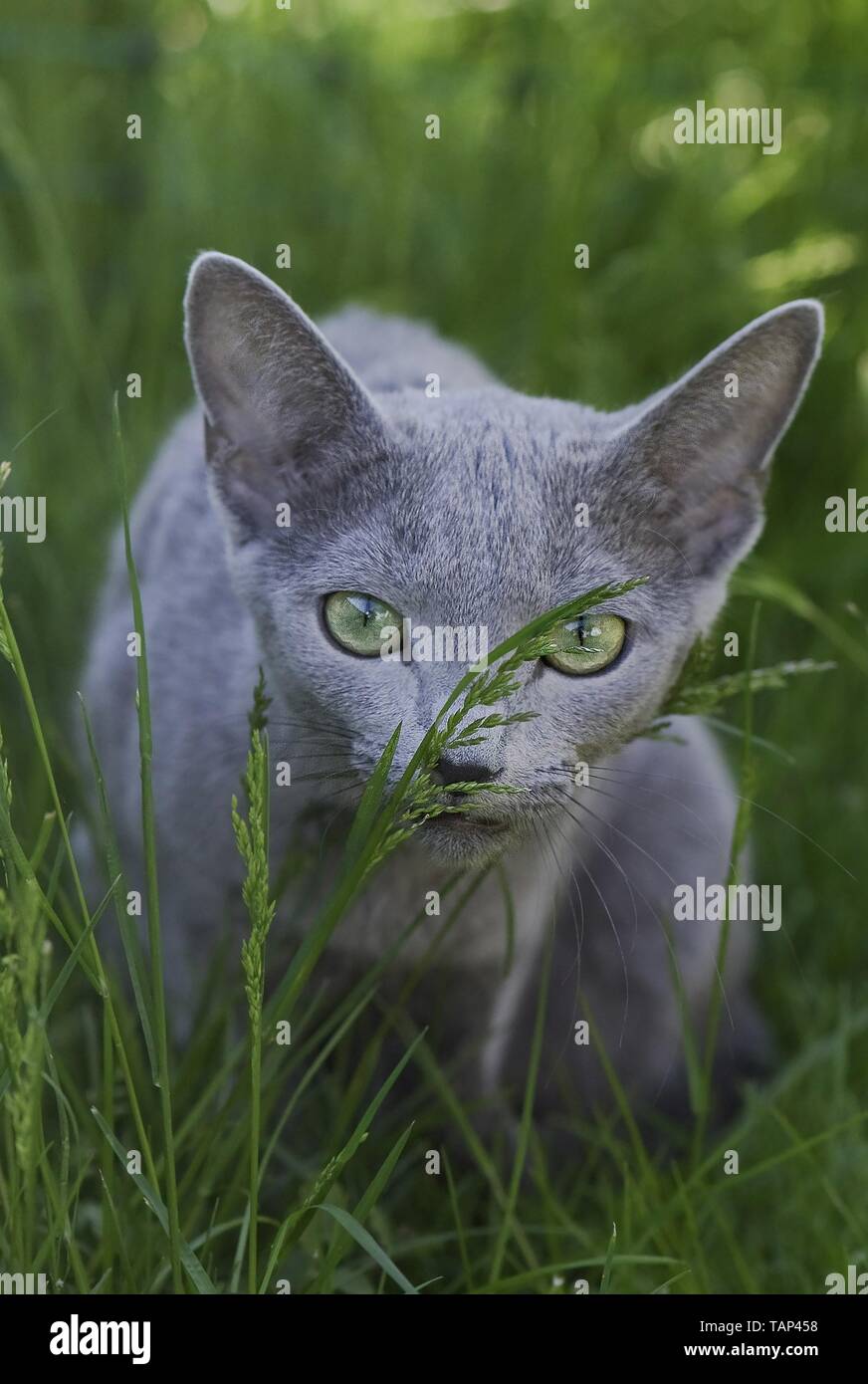 sitting Russian blue Stock Photo - Alamy