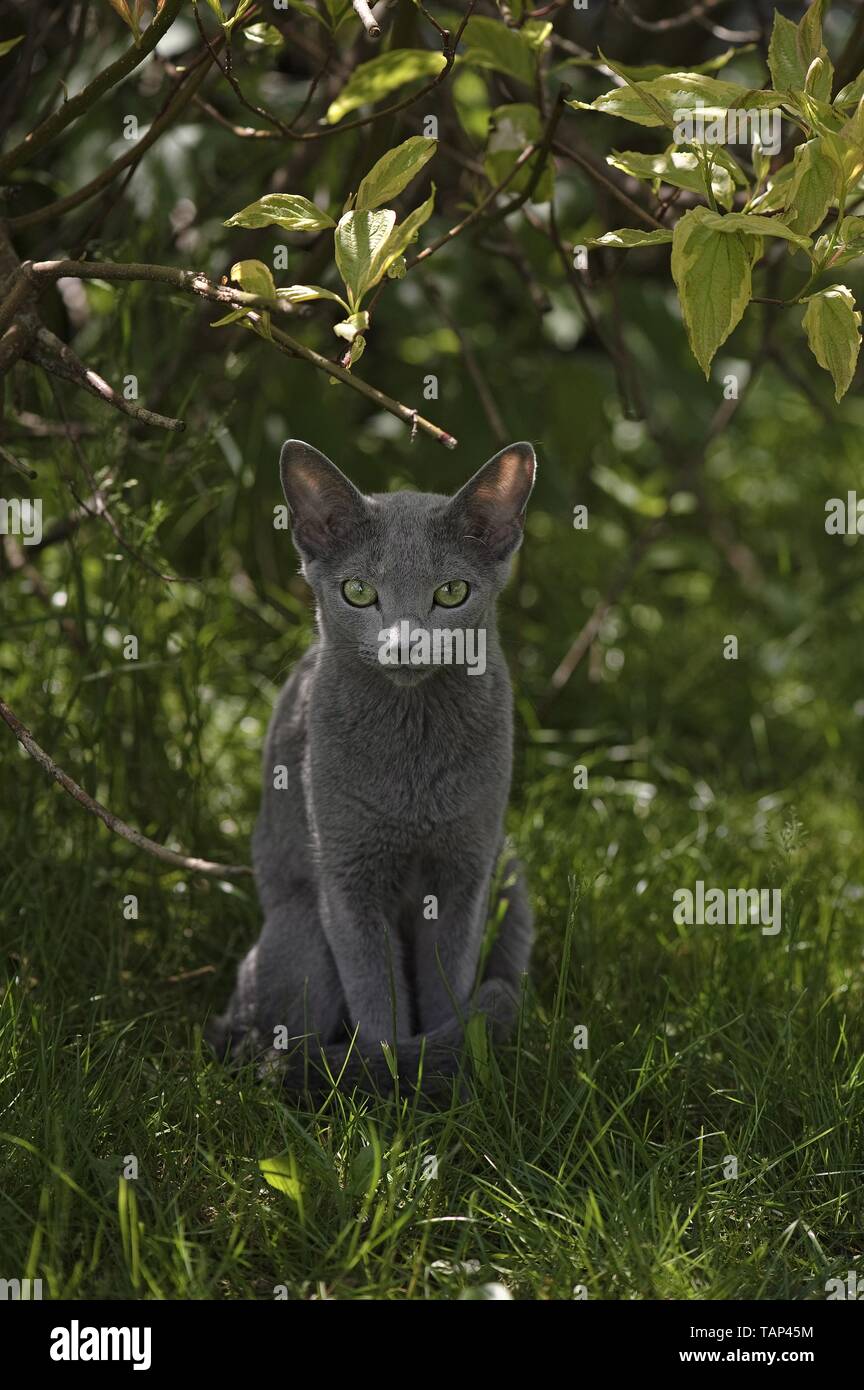 sitting Russian blue Stock Photo - Alamy
