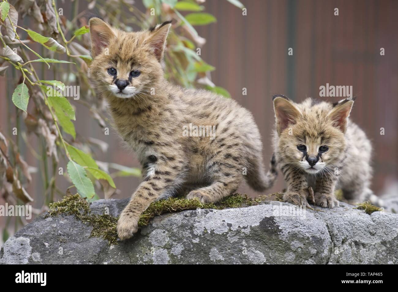 Two servals hi-res stock photography and images - Alamy