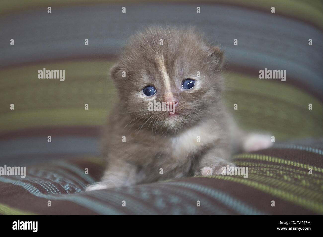 British Shorthair Baby Stock Photo - Alamy