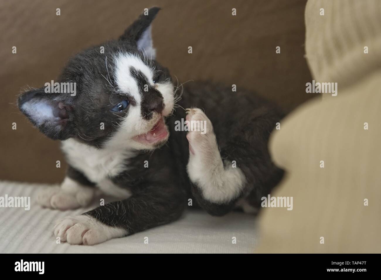 Devon Rex Kitten Stock Photo - Alamy