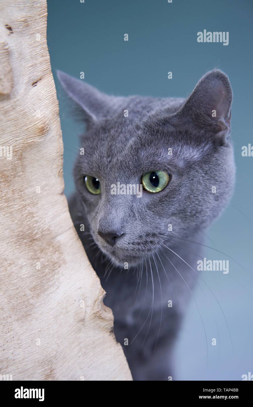 Russian blue Portrait Stock Photo - Alamy