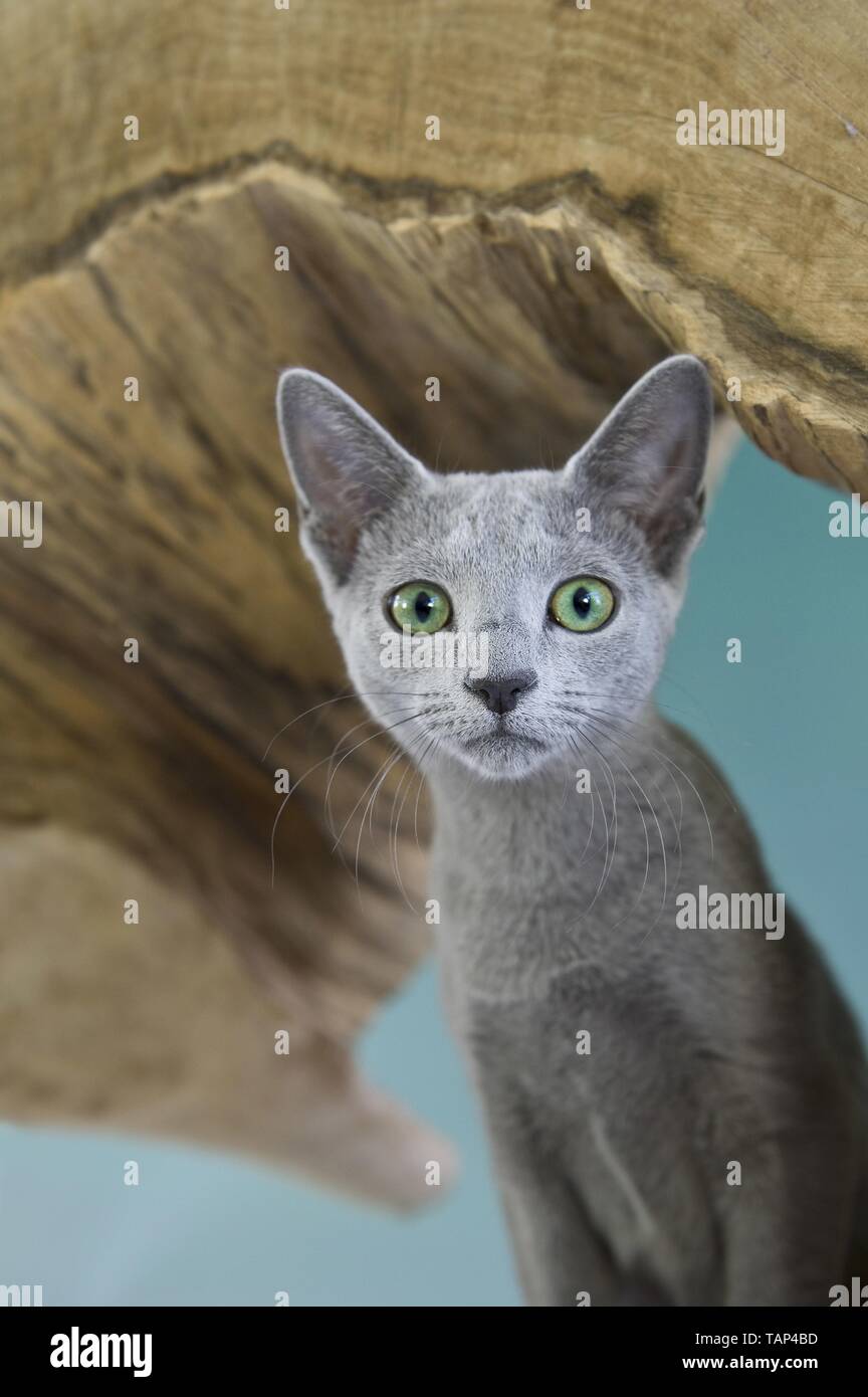 Russian blue Portrait Stock Photo - Alamy