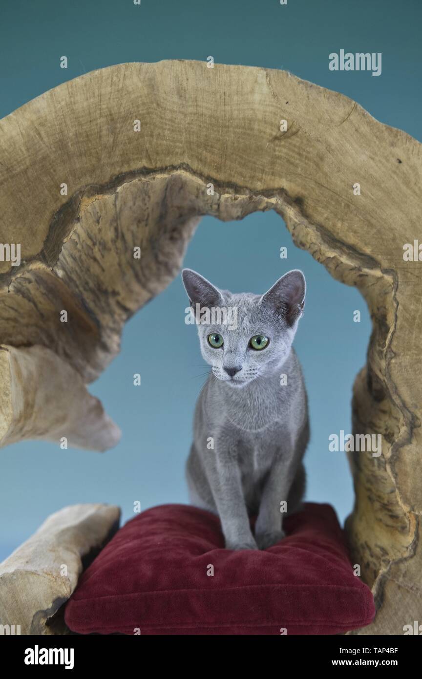 sitting Russian blue Stock Photo - Alamy