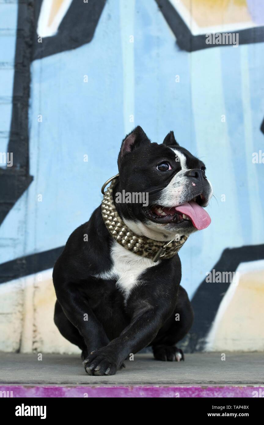 sitting Shorty Bull Stock Photo - Alamy