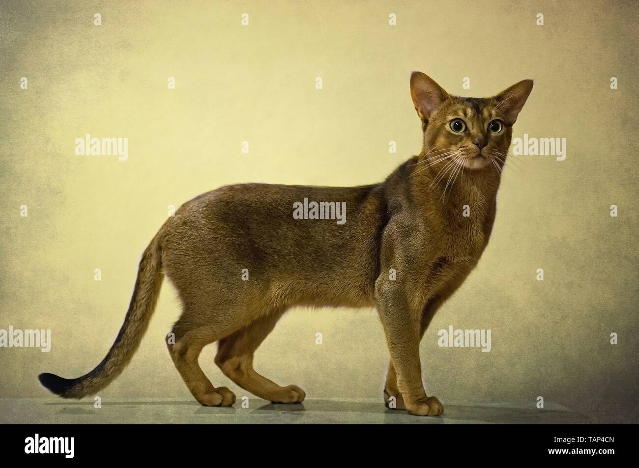 Abyssinian cat standing hi-res stock photography and images - Alamy