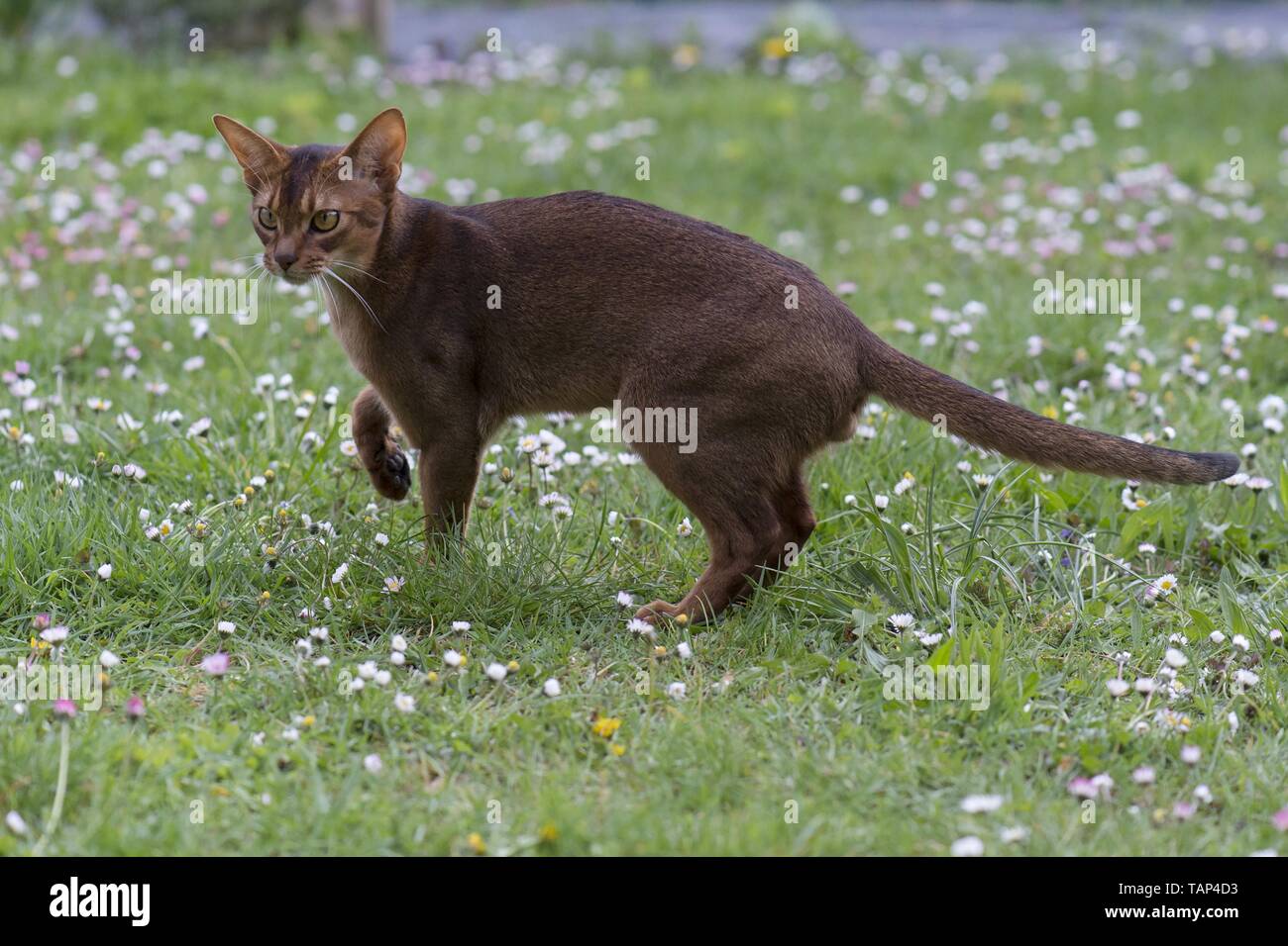 Abyssinian cat outdoors hi-res stock photography and images - Alamy