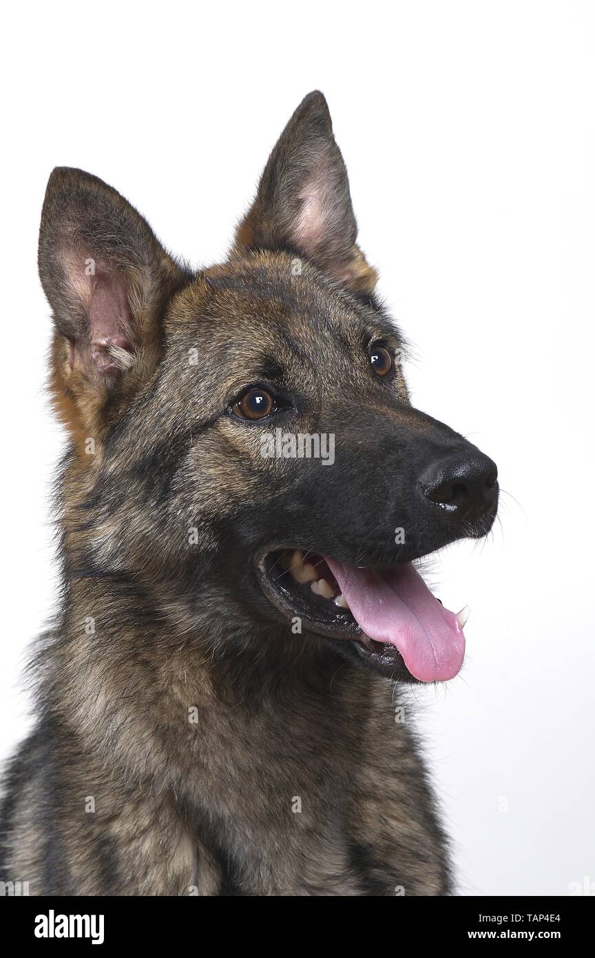 German Shepherd Portrait Stock Photo - Alamy