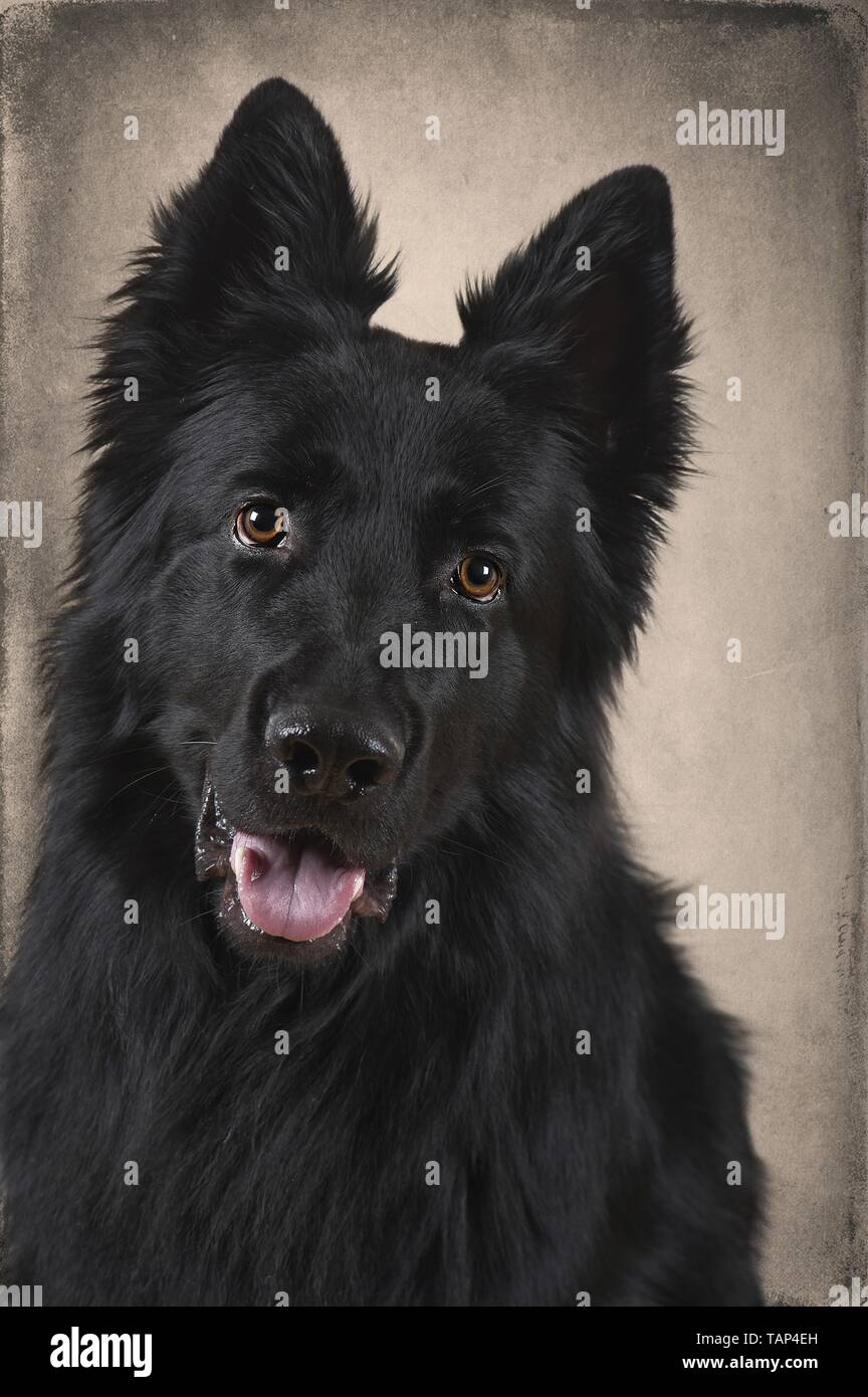 German Shepherd Portrait Stock Photo - Alamy