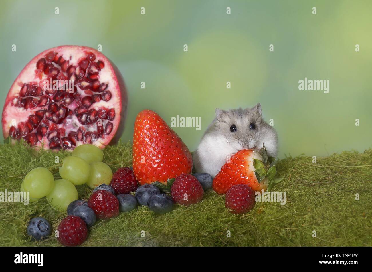 Hamster eating grape hi-res stock photography and images - Alamy