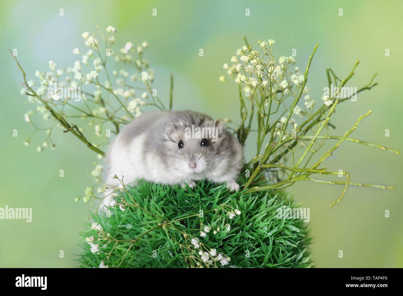 Russian dwarf hamsters hi-res stock photography and images - Alamy