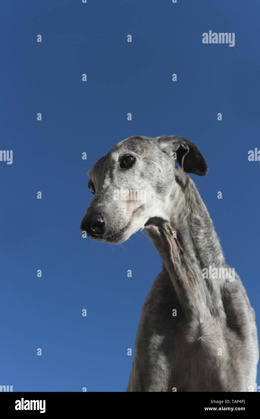 Smooth galgo hi-res stock photography and images - Alamy