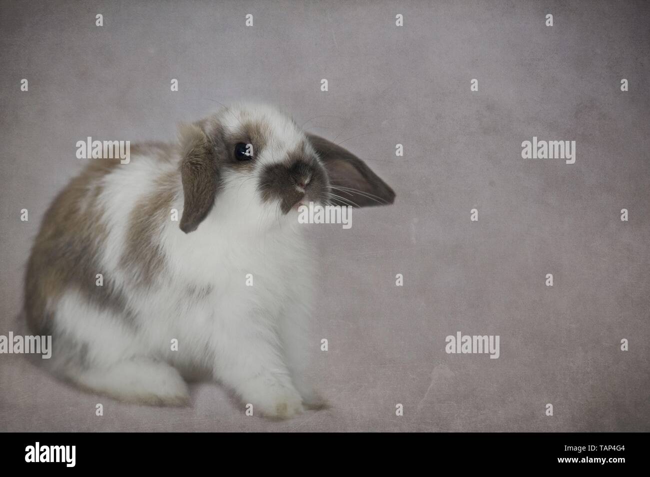 White Brown Rabbits High Resolution Stock Photography and Images - Alamy