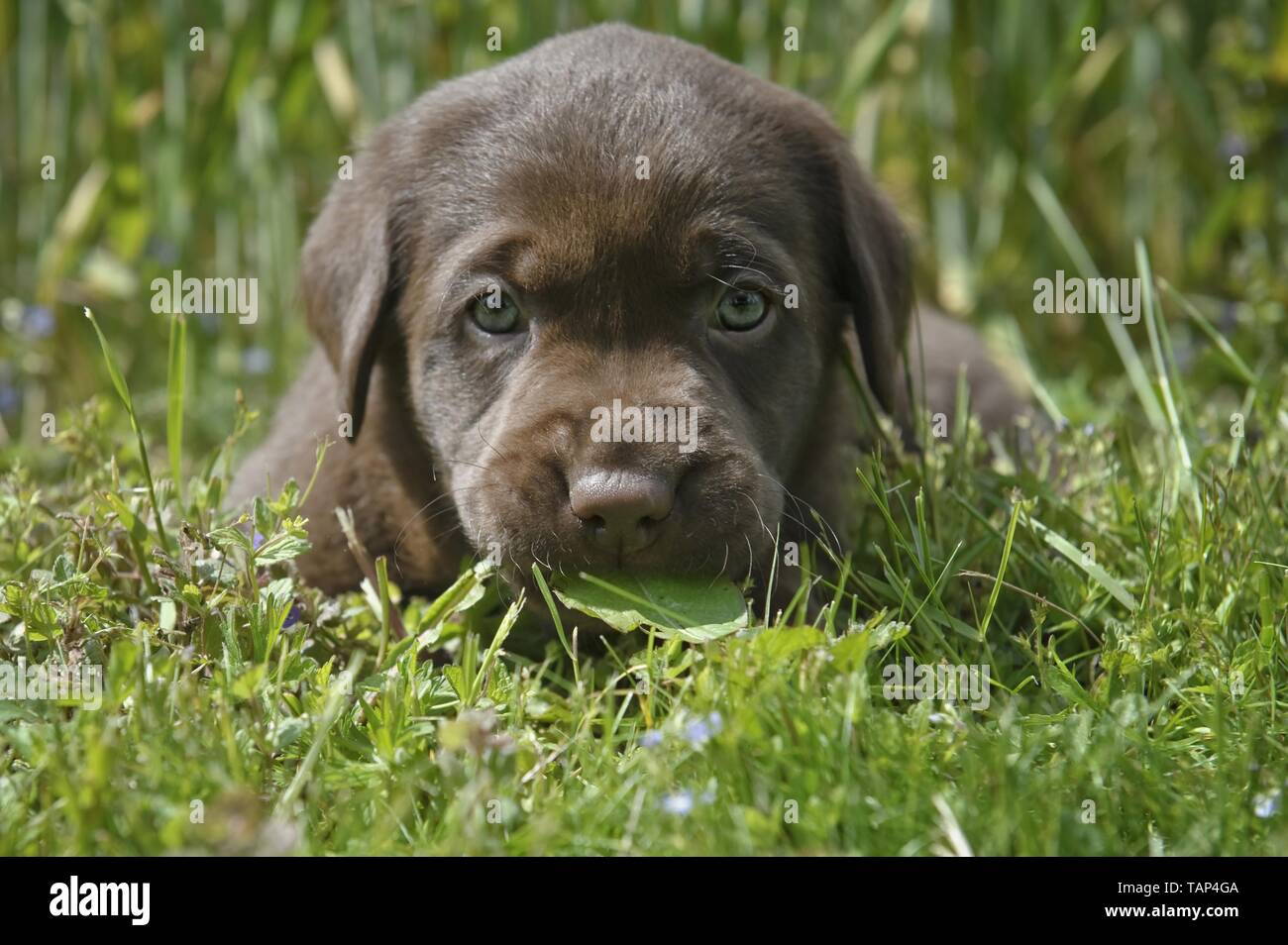 Labrador Retriever Puppy Stock Photo - Alamy