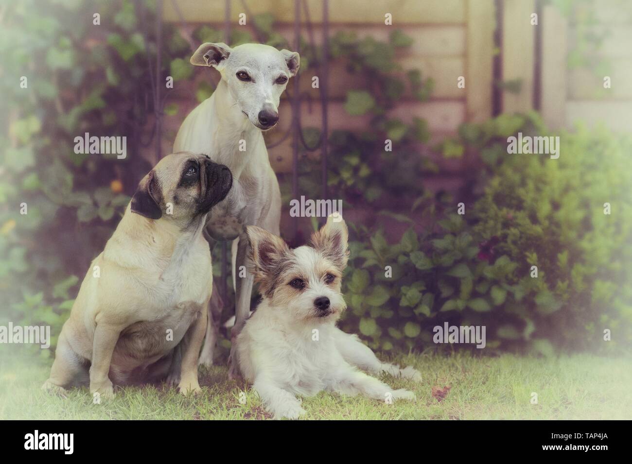 Photoshopped dogs hi-res stock photography and images - Alamy