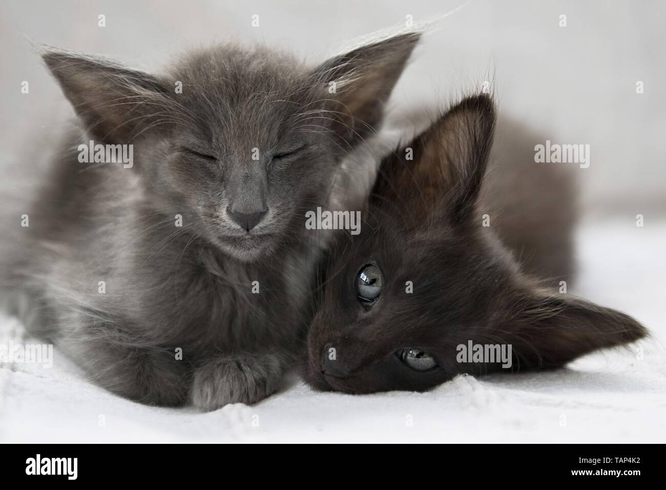 Oriental Longhair Kitten Stock Photo - Alamy
