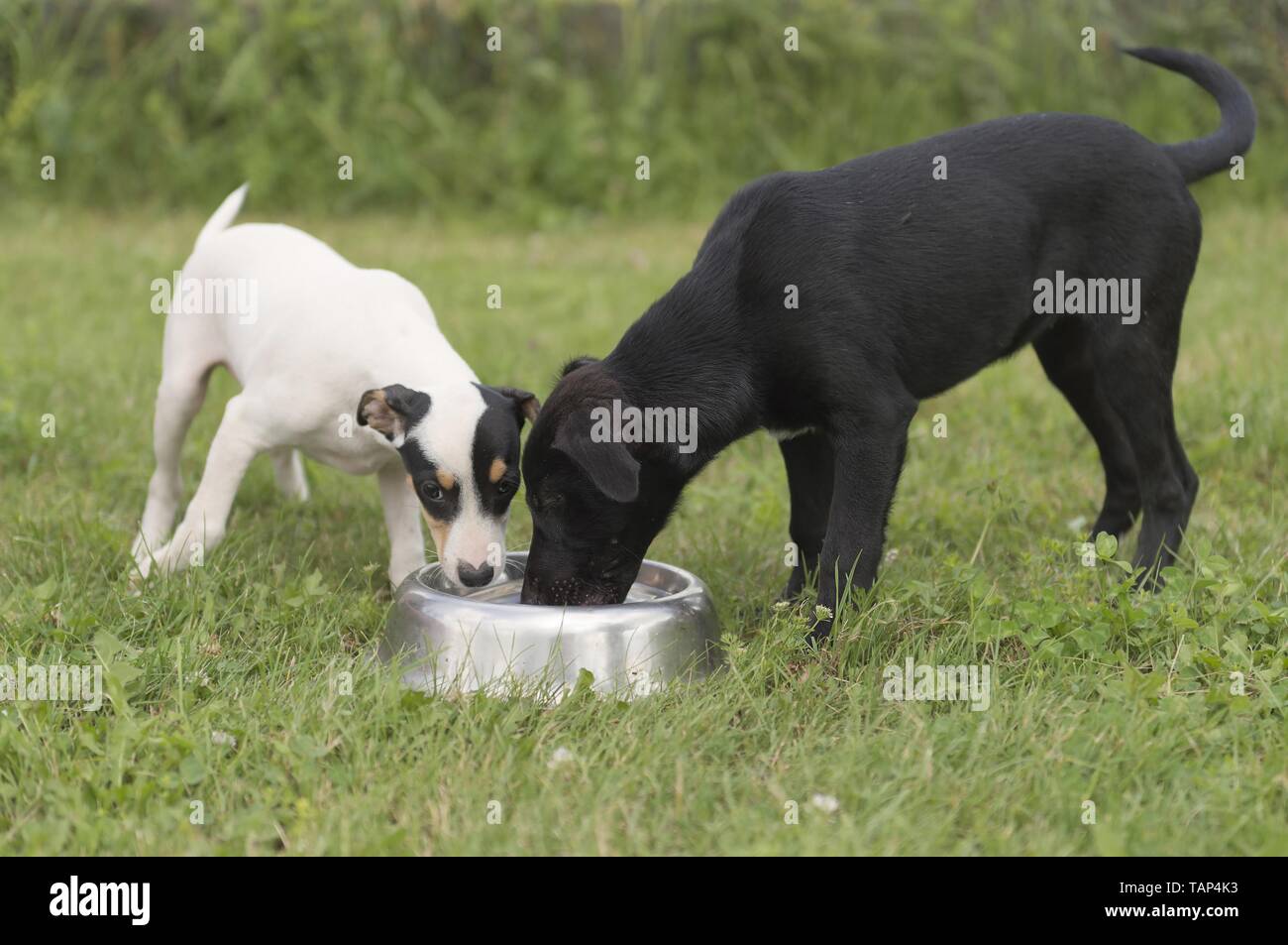 2 eating dogs Stock Photo - Alamy
