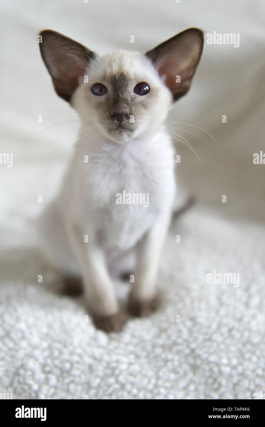 Siamese Cat kitten Stock Photo - Alamy